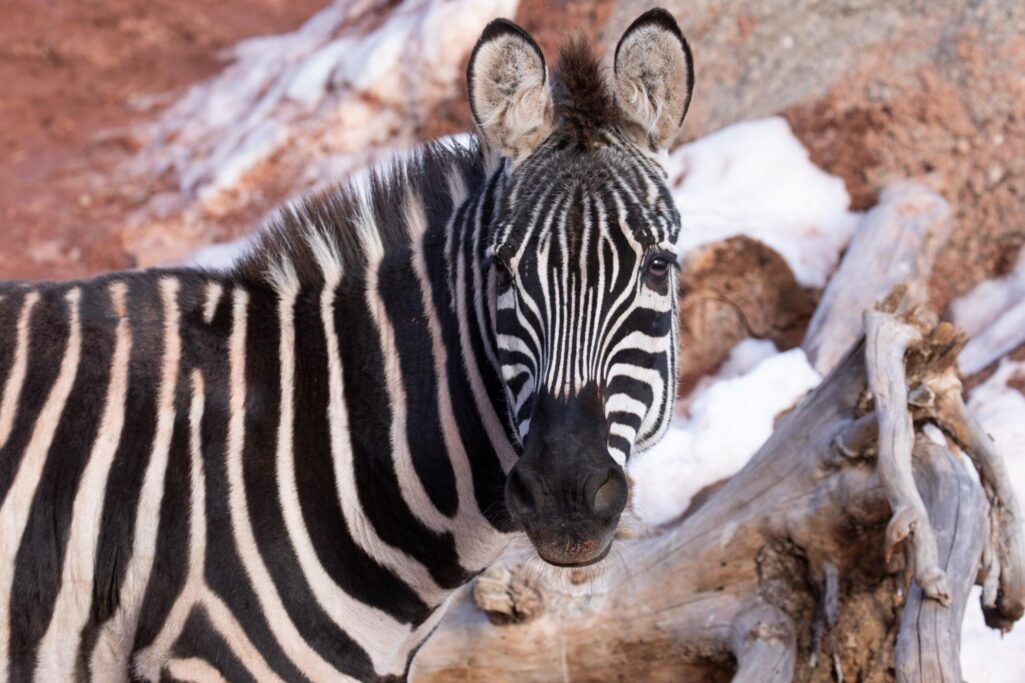 Zoo Atlanta welcomes handsome 17-year-old zebra, 'Wembe' - Now Georgia