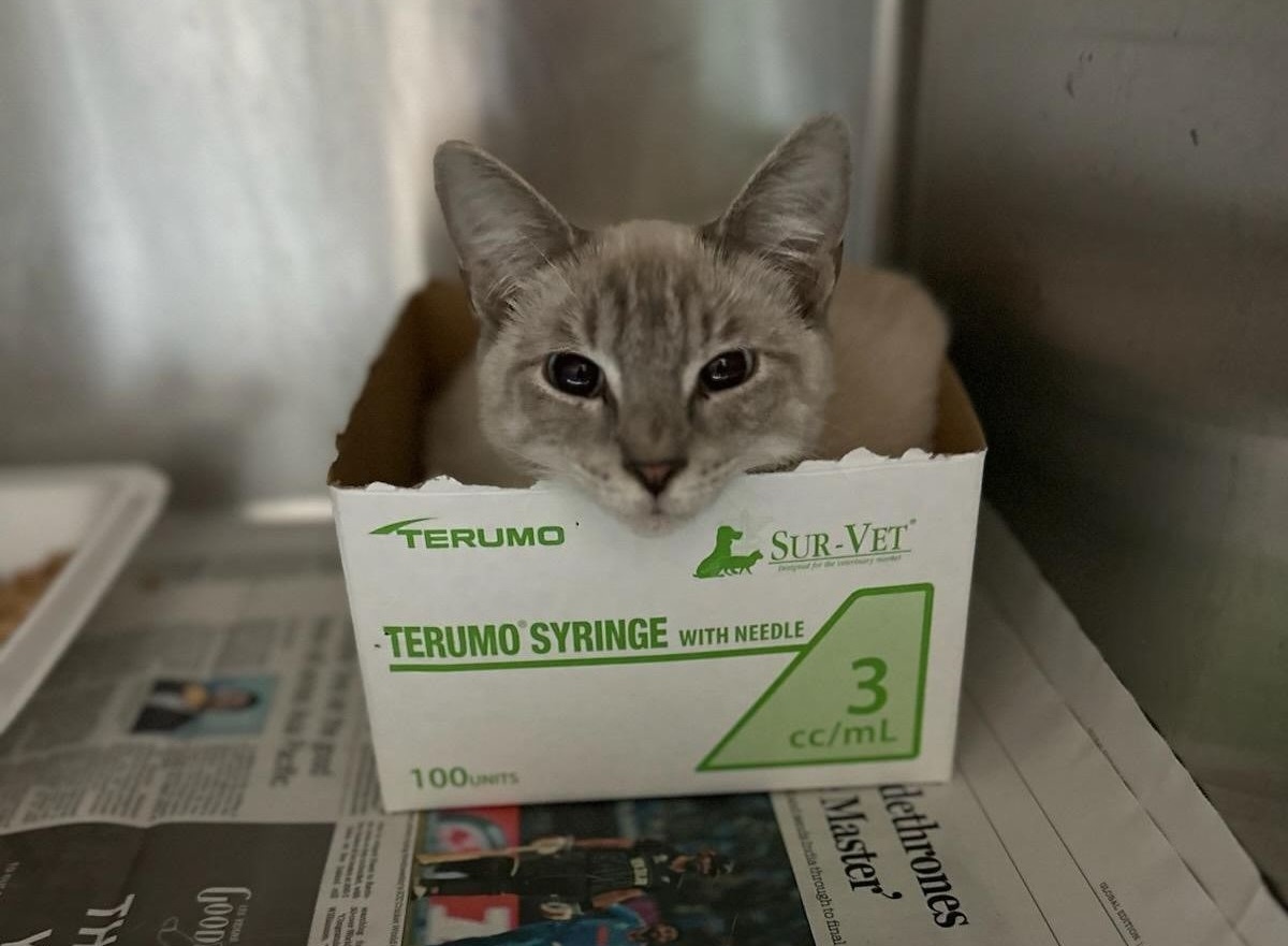 23 animals living in 'poor conditions' rescued from Gainesville ...