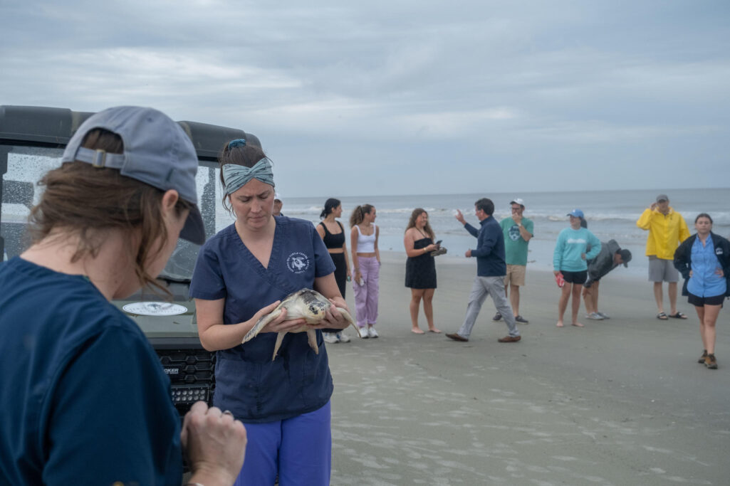 A second chance at life for rehabilitated sea turtles released off ...