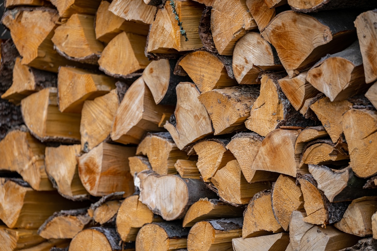 Forest firewood permits now available online - Now Georgia