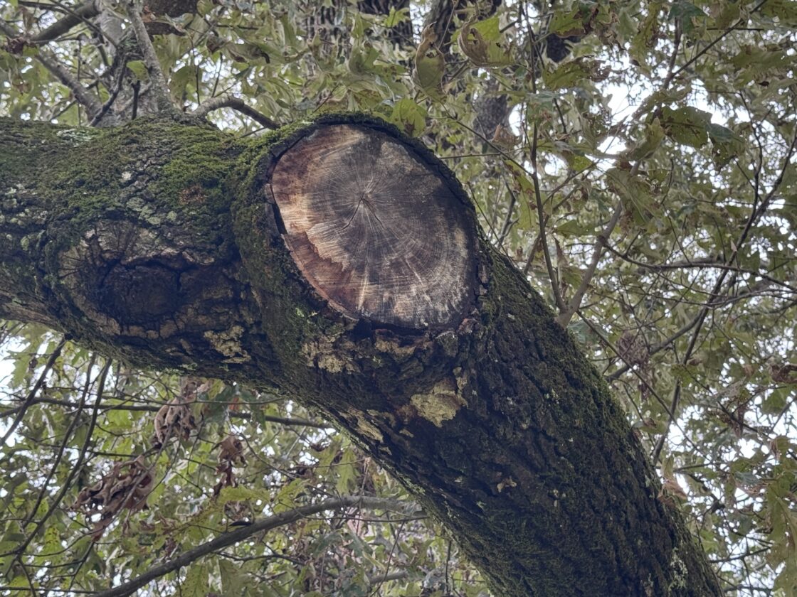 Demorest's proposed plan to cut City Hall oaks sparks public outcry ...