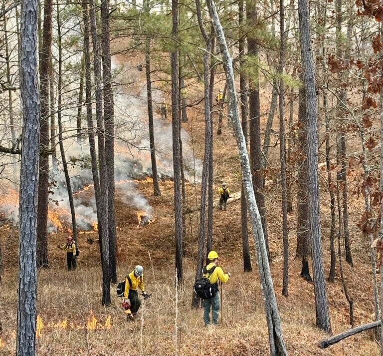 Chattahoochee-Oconee National Forest to conduct 35,000 acres of ...