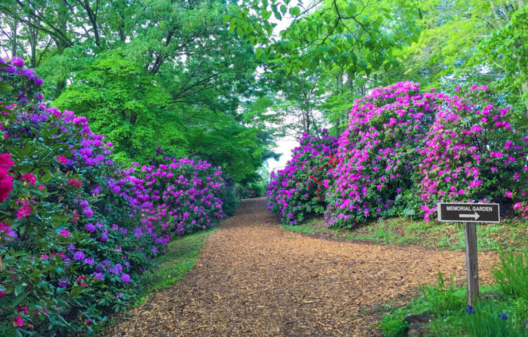 Northeast Georgia spring festivals guide - Now Georgia