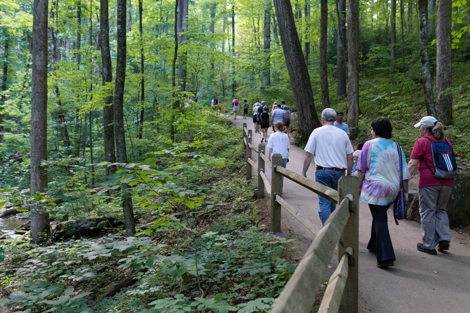Foxfire Night Hikes begin soon at Anna Ruby Falls - Now Georgia
